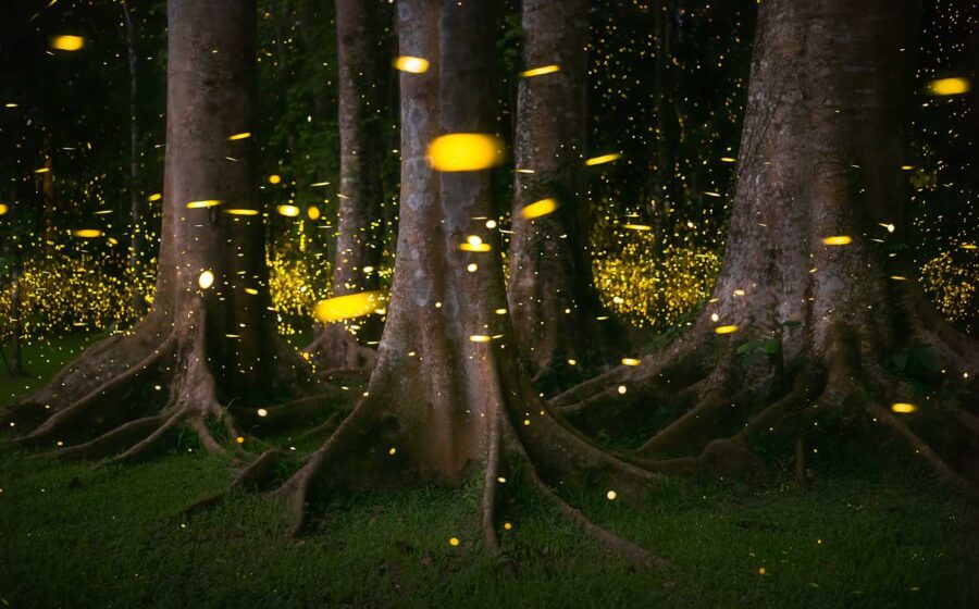 Photographers "Capture the Dark" in Stunning Images - Sky & Telescope ...