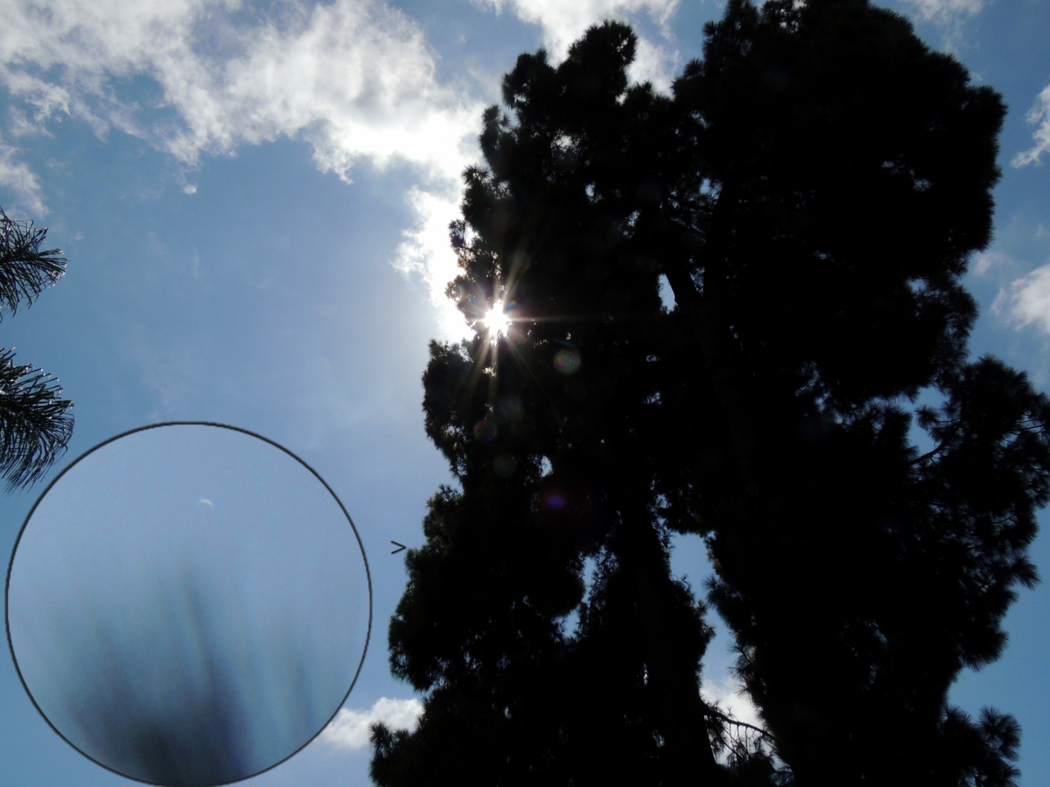 Venus in phase in daylight at the shadow of centennial trees with a ...