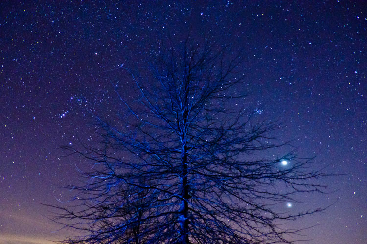 Decorated Tree | Rick Klein - Sky & Telescope - Sky & Telescope